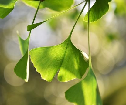 How to grow a ginkgo tree: expert advice from a gardener | Homes and ...
