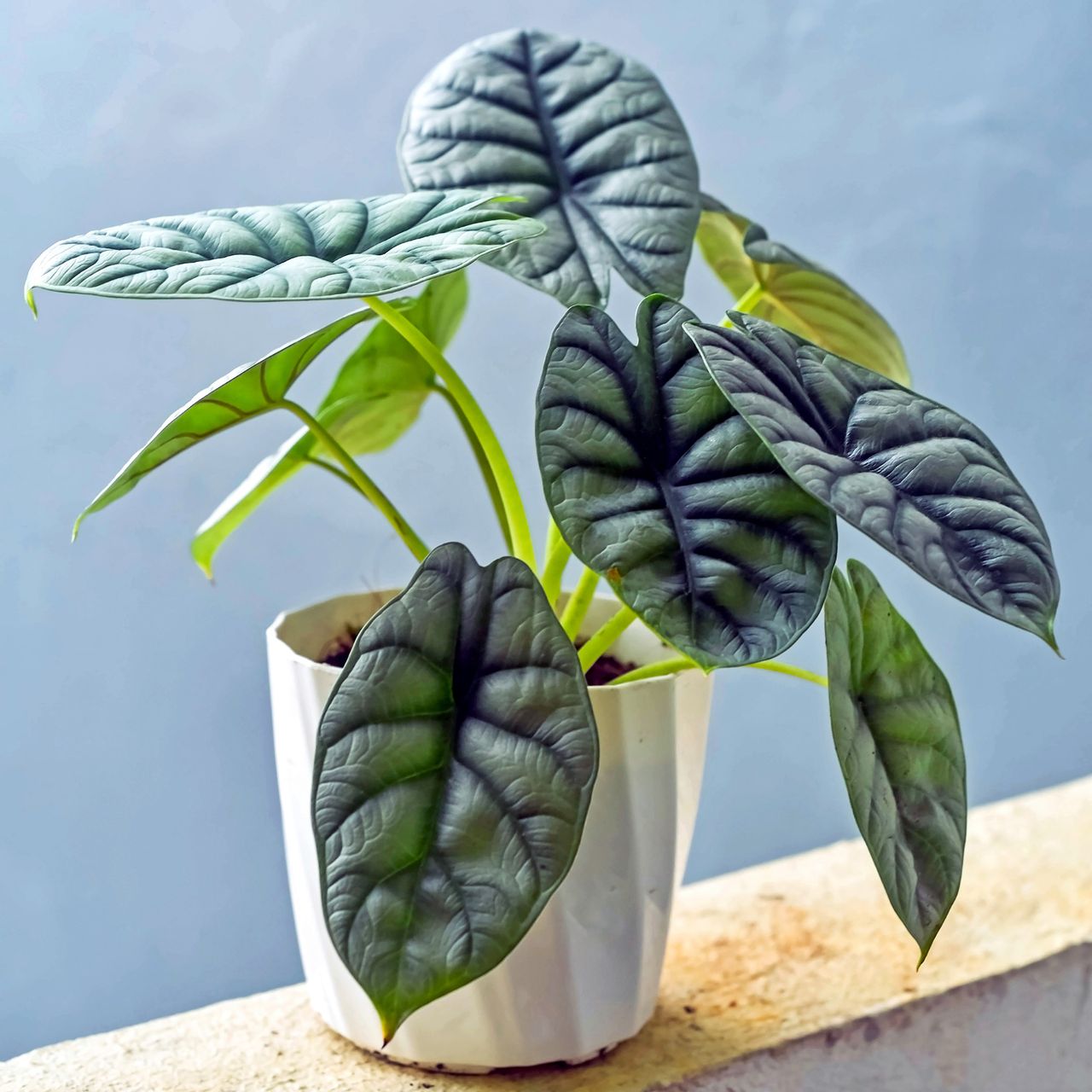 How to care for Elephant's Ears — a stunning jungle plant | Ideal Home