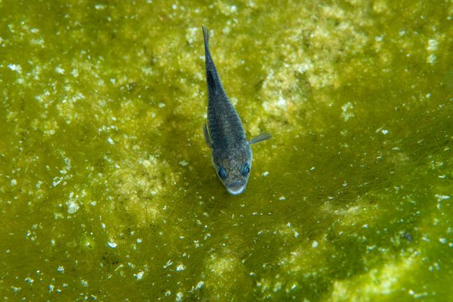 Does It Fart? 10 Fascinating Facts About Animal Toots | Live Science