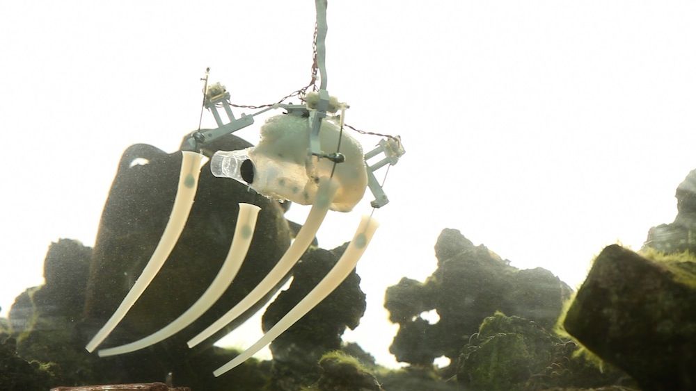 Photos: Amazing Tech Inspired by the Octopus | Live Science