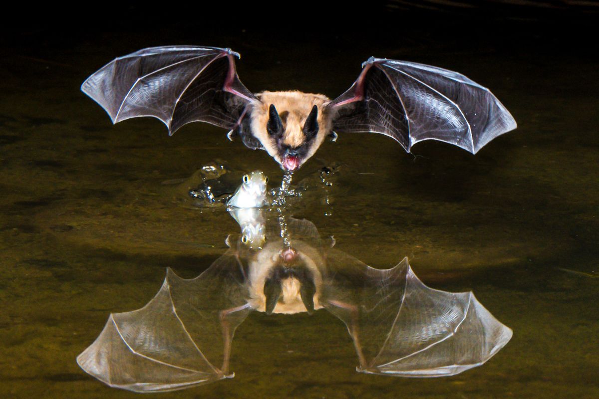 Does It Fart? 10 Fascinating Facts About Animal Toots | Live Science