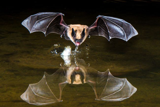 Does It Fart? 10 Fascinating Facts About Animal Toots | Live Science