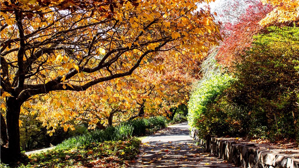 5 of the best North American native trees: tough and striking | Homes ...