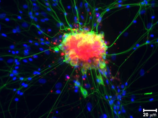 Magnificent Microphotography: 50 Tiny Wonders: Page 4 | Live Science