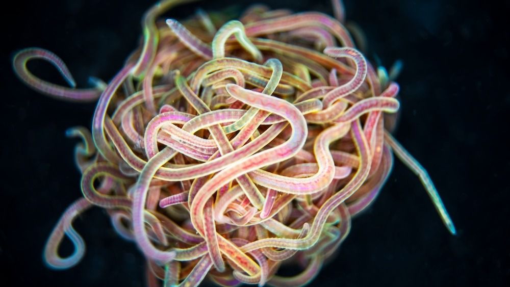 Watch thousands of worms 'explosively' untangle themselves from a ...