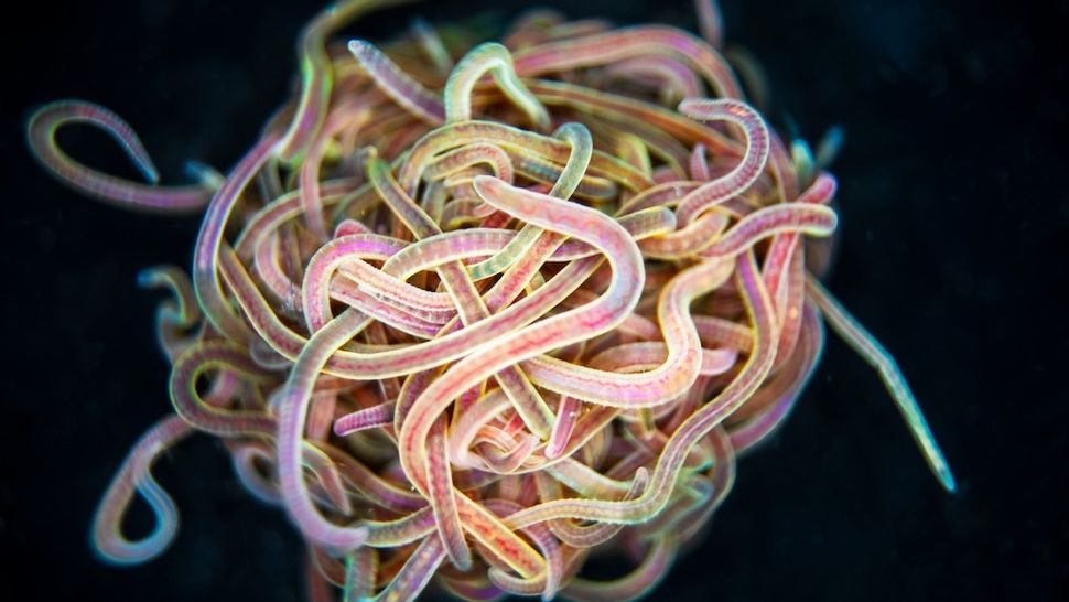 Watch thousands of worms 'explosively' untangle themselves from a ...