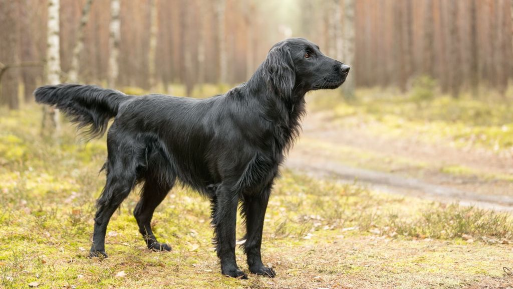 21 types of large breed dogs | PetsRadar