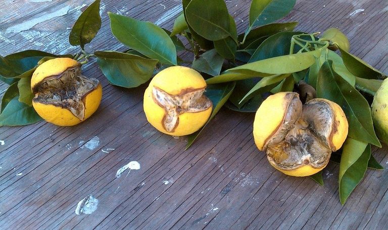 Cracked Citrus Rinds - What Causes Oranges On Orange Trees To Split ...