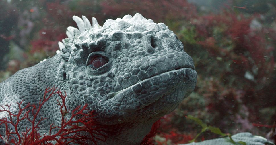 Spy In The Ocean: release date, creatures and all we know | What to Watch