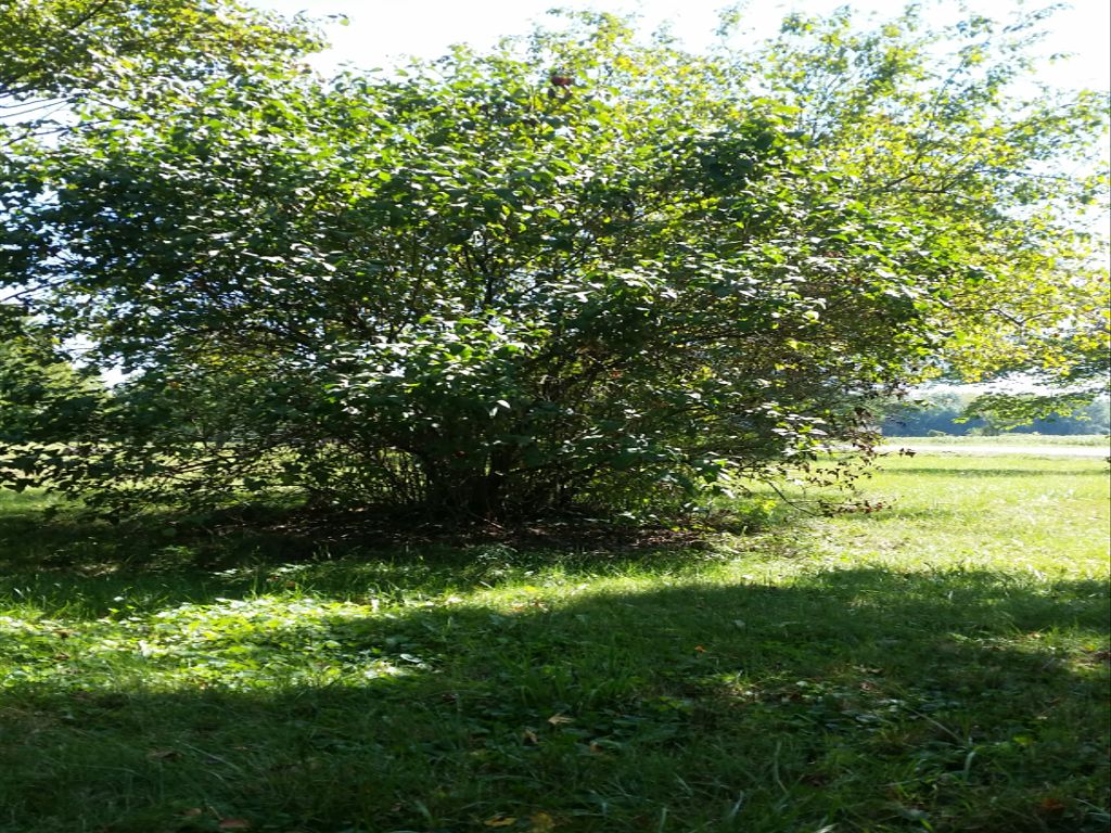 Removing Old Lilac Bushes - How Do I Get Rid Of Lilac Roots And Shrubs ...