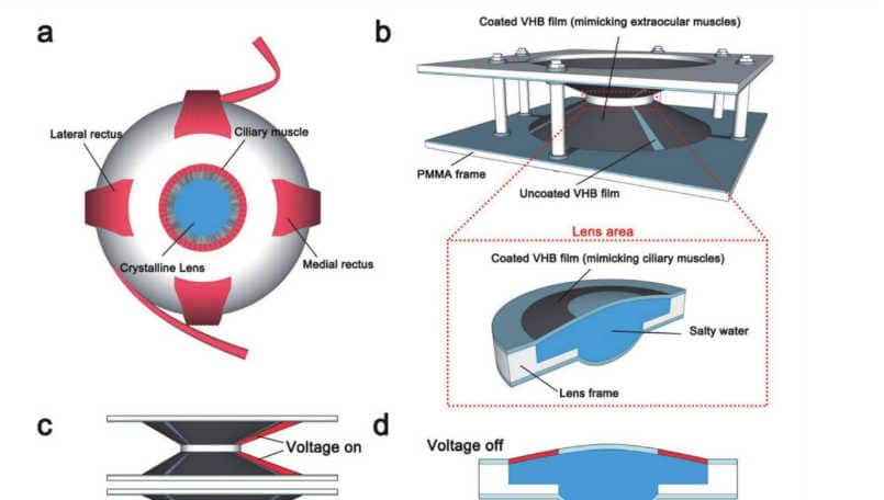Scientists Invent Zooming Contact Lenses Activated By Blinking | Tom's ...