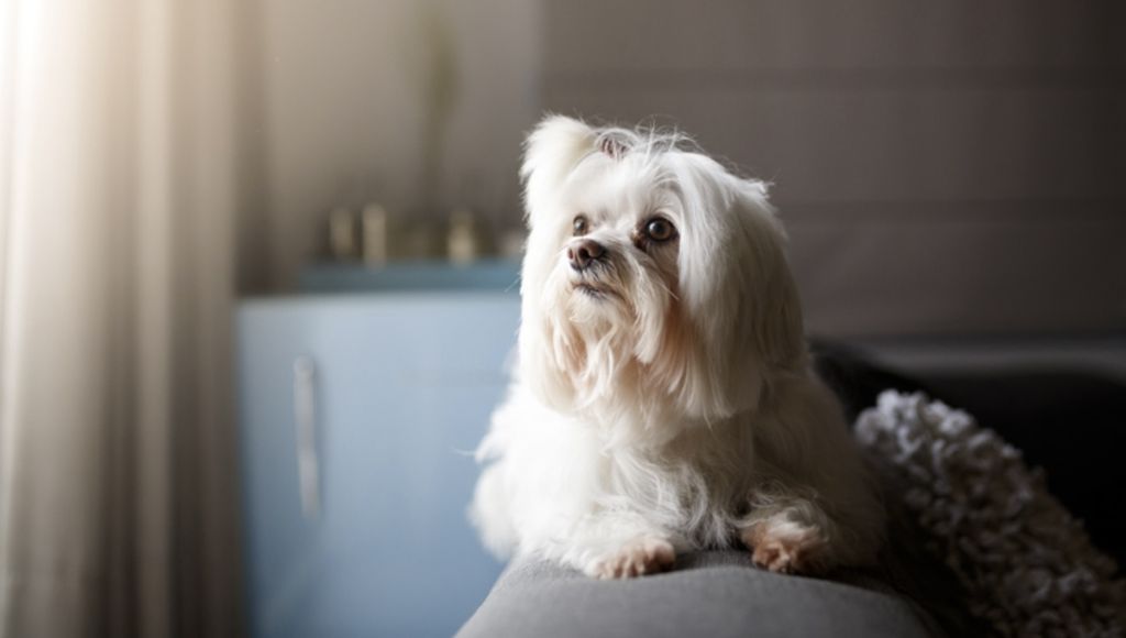 Lhasa Apso: Breed profile and information | PetsRadar