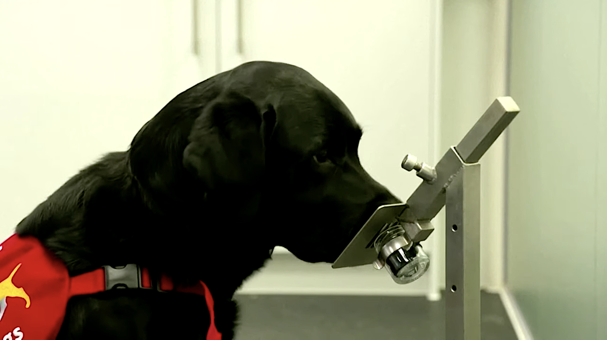 Dogs are better, faster, and cheaper for detecting COVID-19 than ...