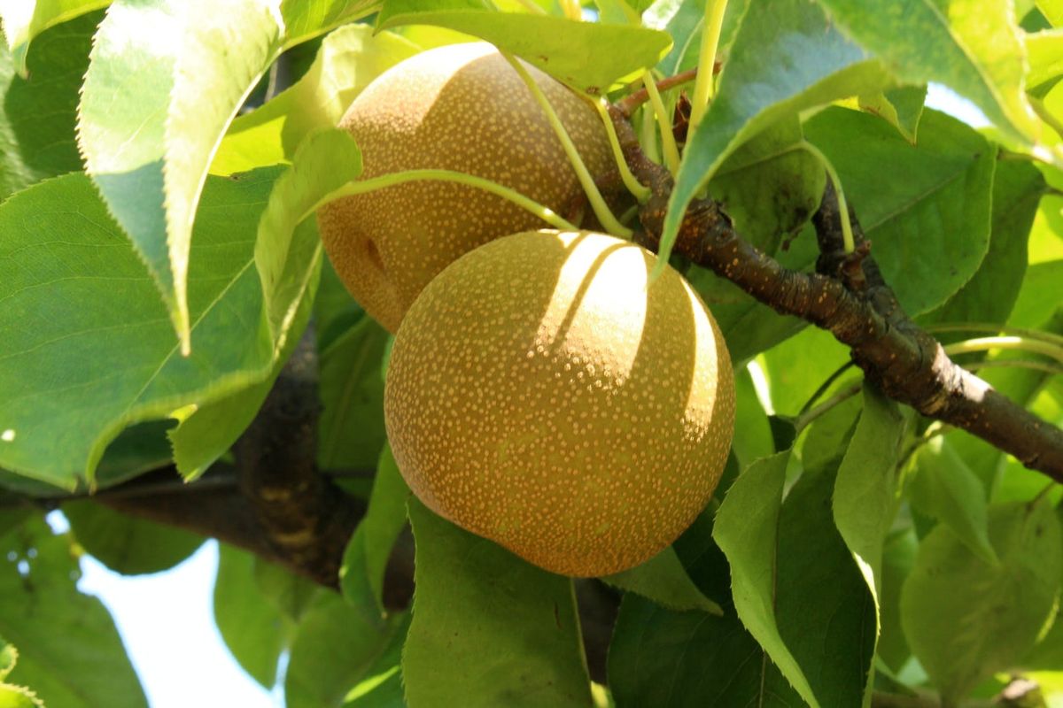 What Is A 20th Century Pear – Learn About 20th Century Asian Pear Tree ...