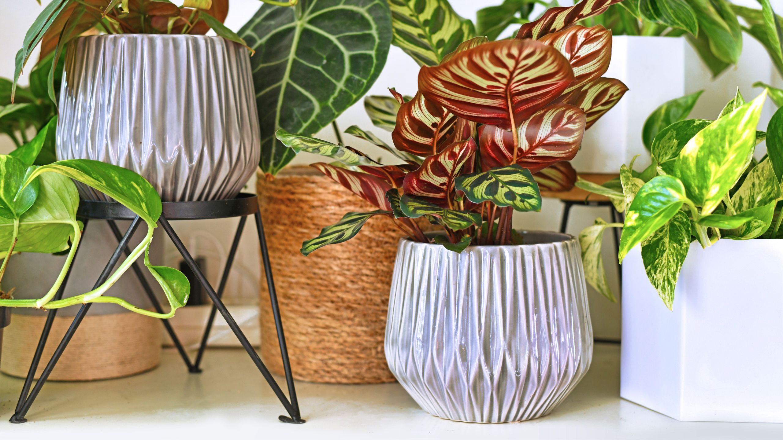 Houseplant Spring Care Guide: Spring Houseplant Maintenance | Gardening ...