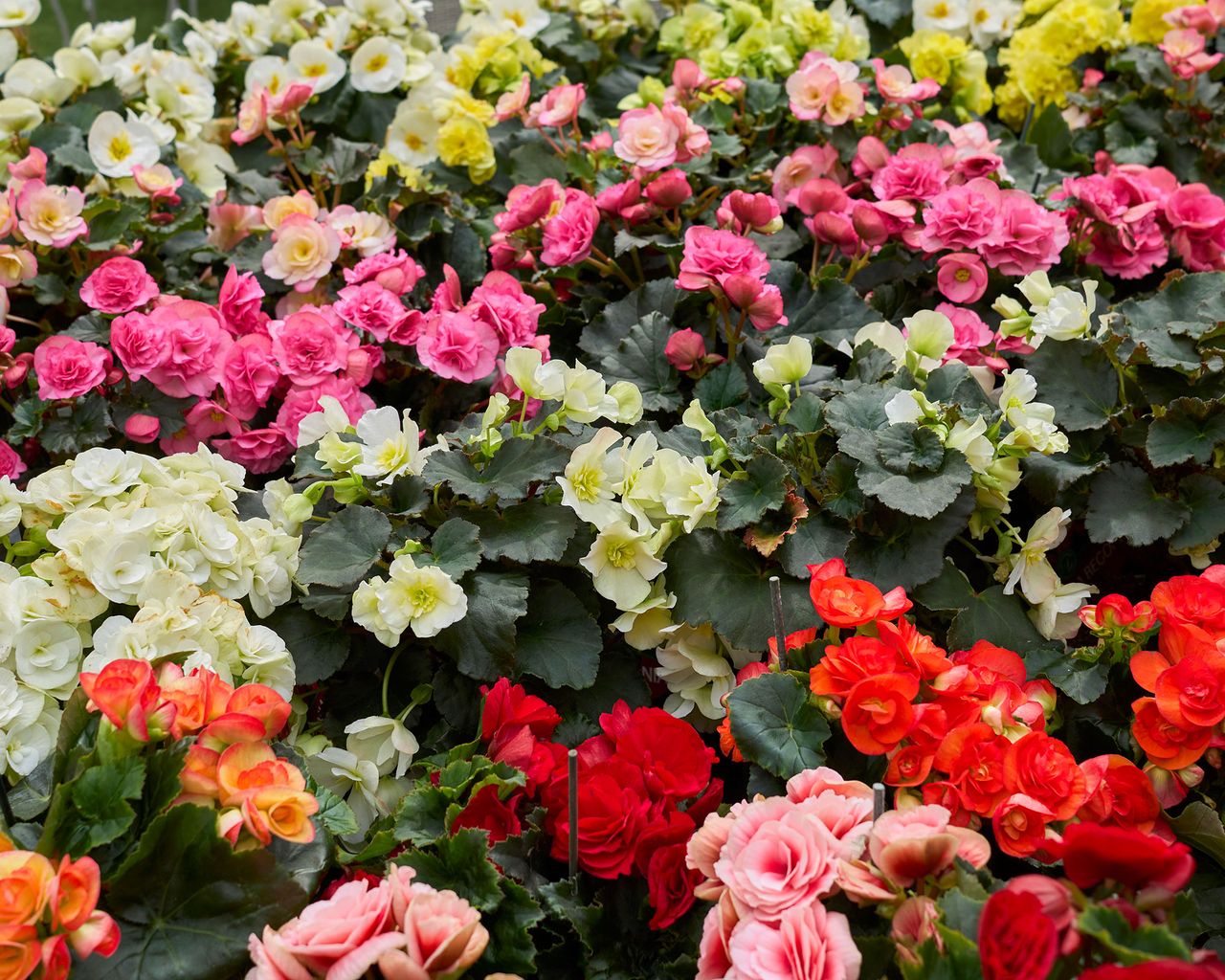 How to grow begonias: fill your garden with sensational color | Homes ...