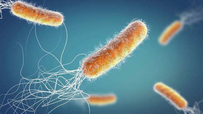 The Ins and Outs of Fecal Transplants | Live Science