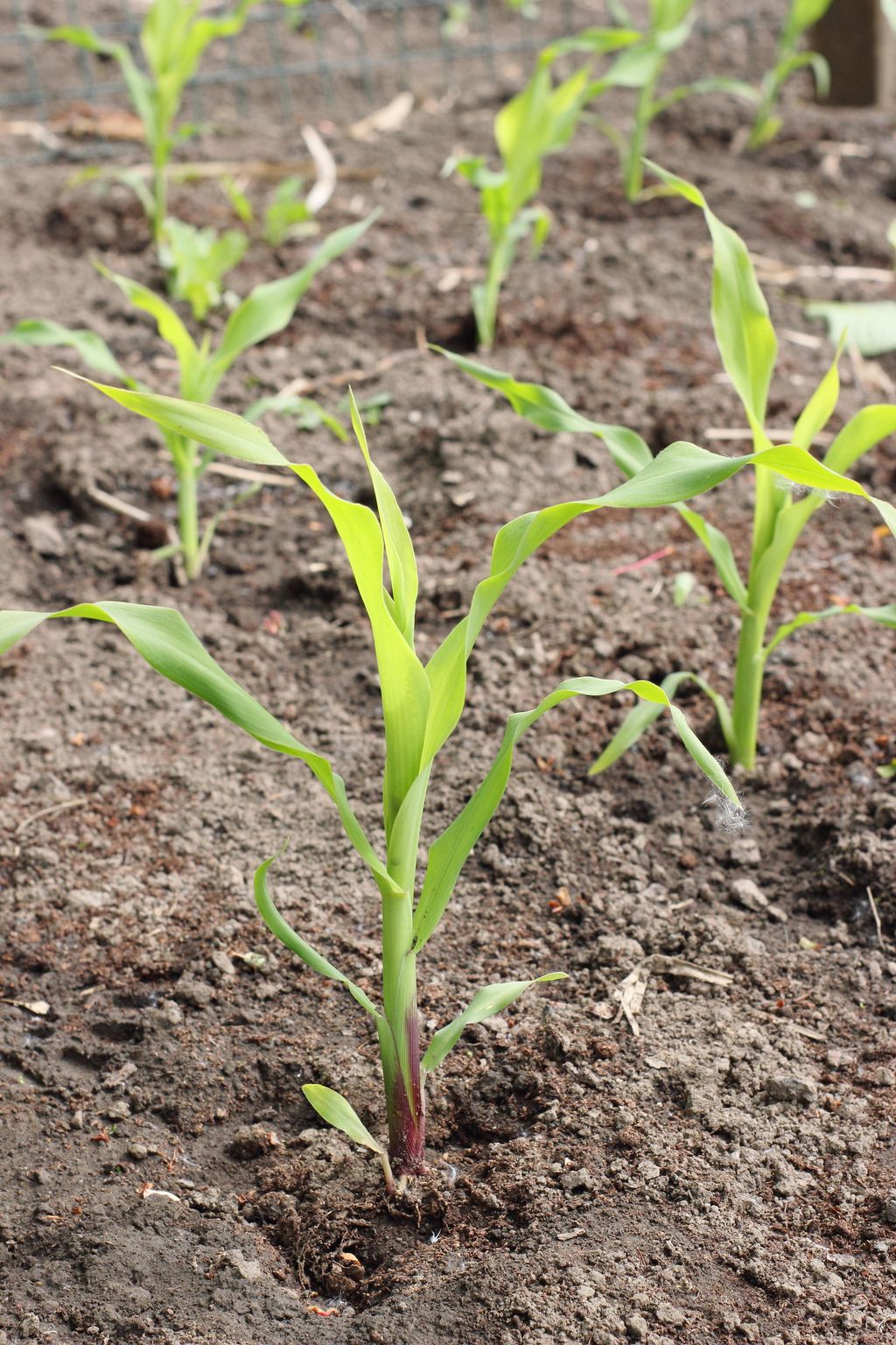 How to grow corn: step-by-step | Homes and Gardens