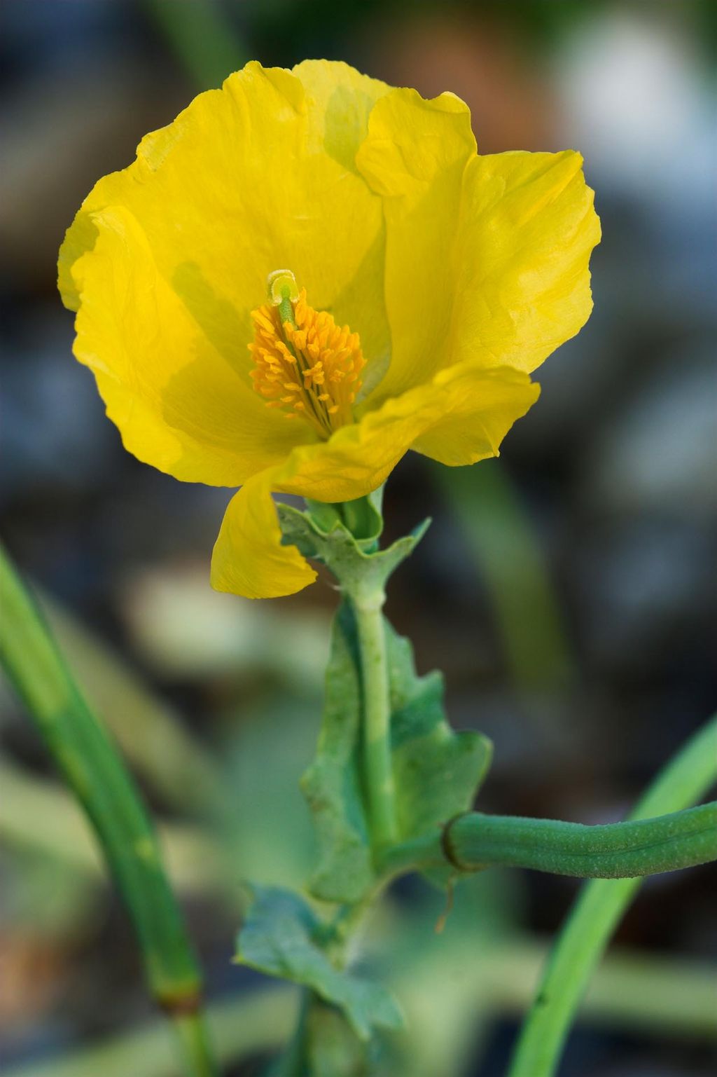 The six varieties of poppy every gardener needs to know | Country Life