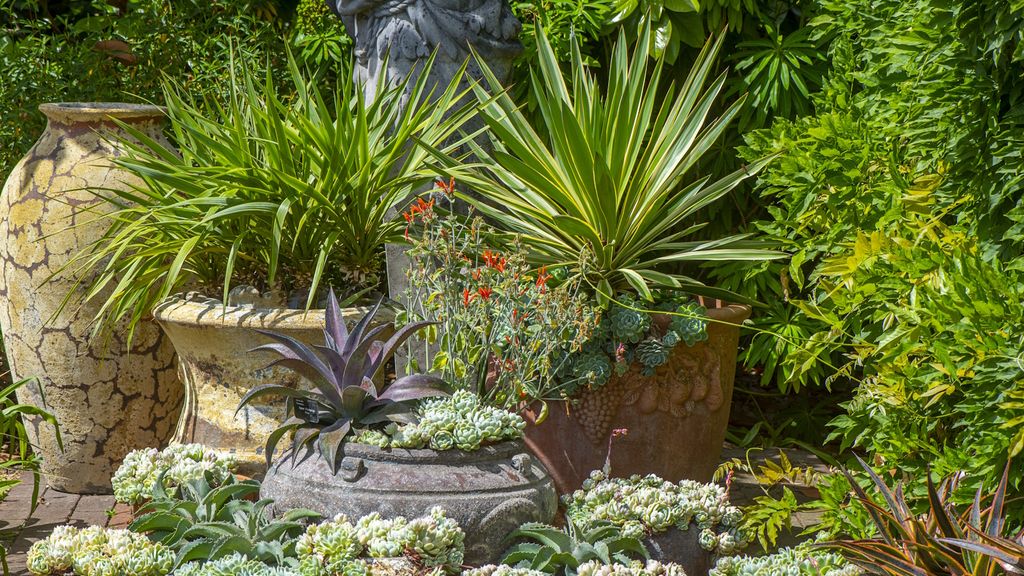 Container gardening for beginners - how to get the best pots | Homes ...