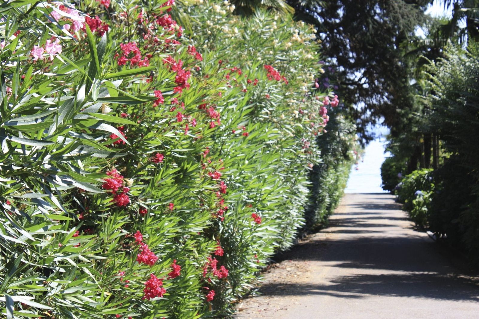 Oleander Bushes For Privacy - Information On Using Oleander As Hedges ...