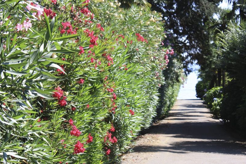 Tips & Information about Oleander | Gardening Know How