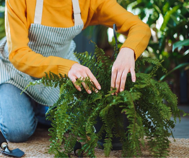 How to overwinter a Boston fern: 5 simple steps | Homes and Gardens