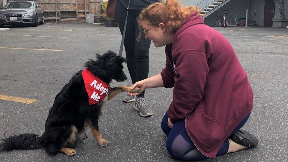 Much Love Animal Rescue: The California-based rescue that won’t rest ...
