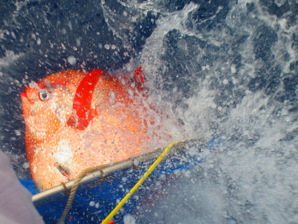 Moonfish: The first warm-blooded fish (photos) | Live Science
