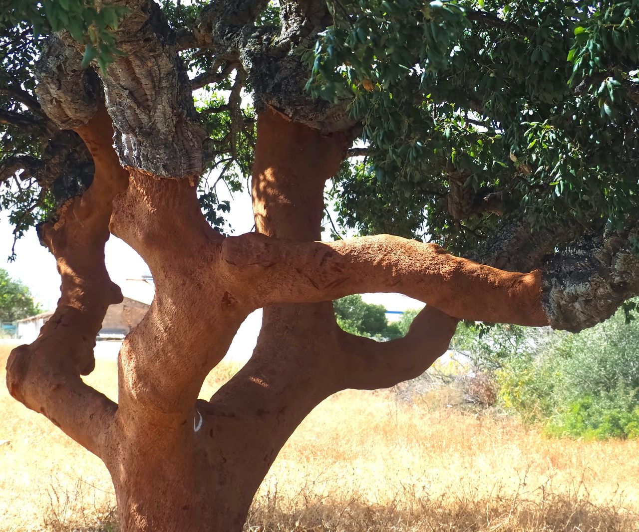 10 trees with unusual bark for incredible year-round interest | Homes ...