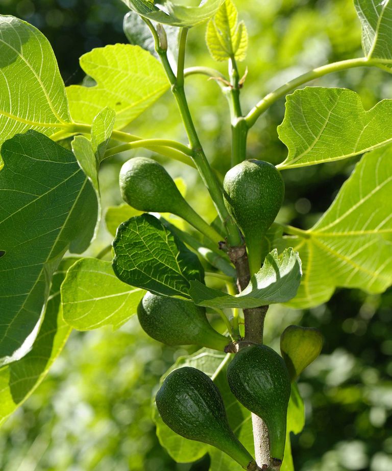 How to get a fig tree to fruit: 3 expert tips | Homes and Gardens