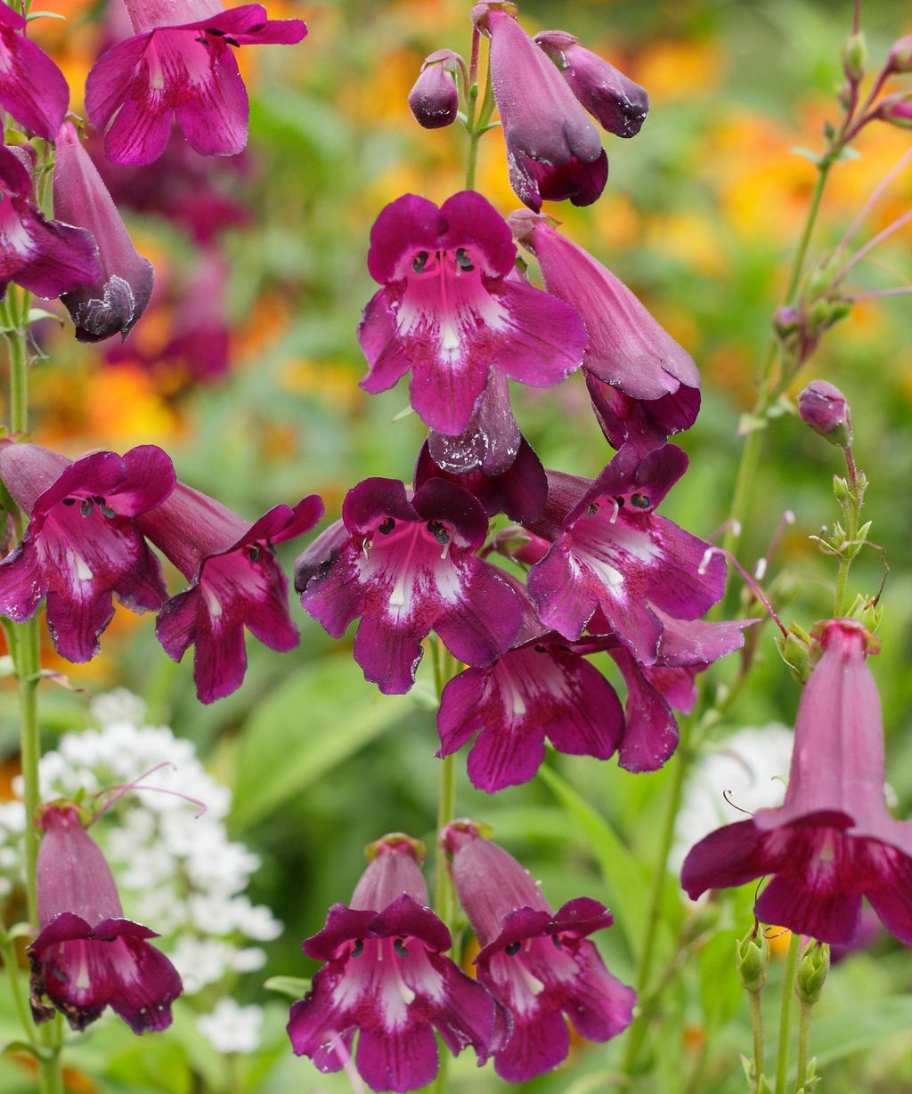 16 beautiful penstemon varieties for your planting scheme | Gardeningetc
