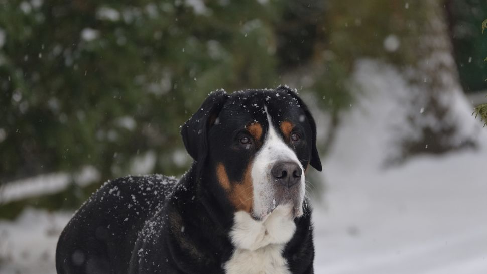 32 things to know about Greater Swiss Mountain dogs | PetsRadar