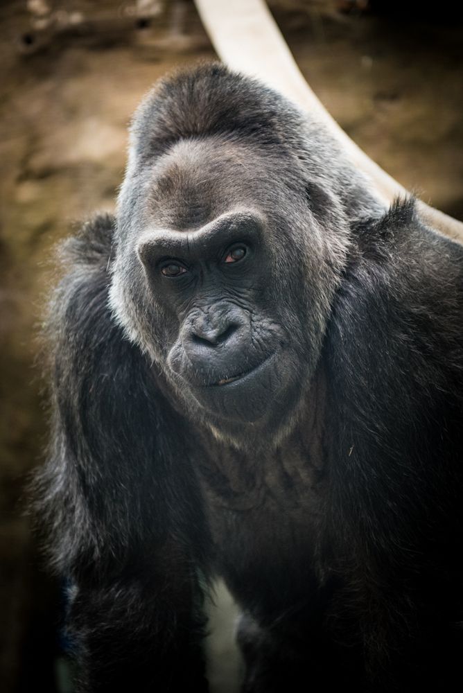 Colo, World's Oldest Gorilla, Turns 60 (Photos) | Live Science