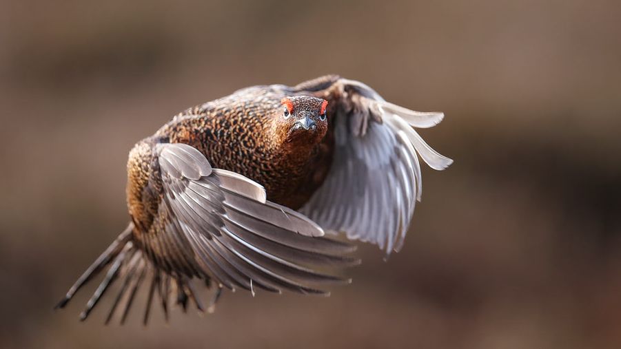 Extraordinary image of parakeet attacking a monitor lizard wins Bird ...