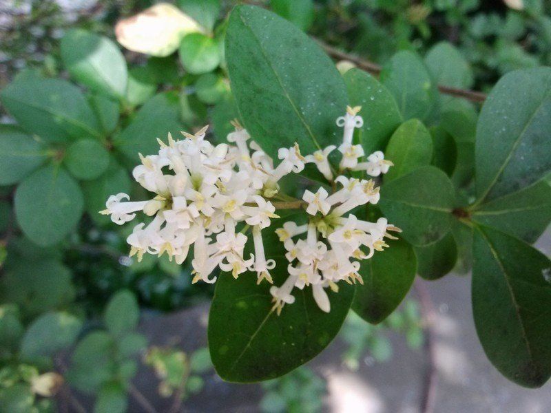 LG Optimus Vu review | Android Central