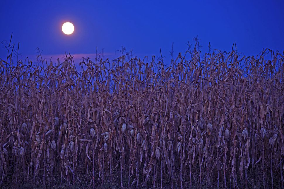 September's Full Corn Moon Rises Tonight! | Space