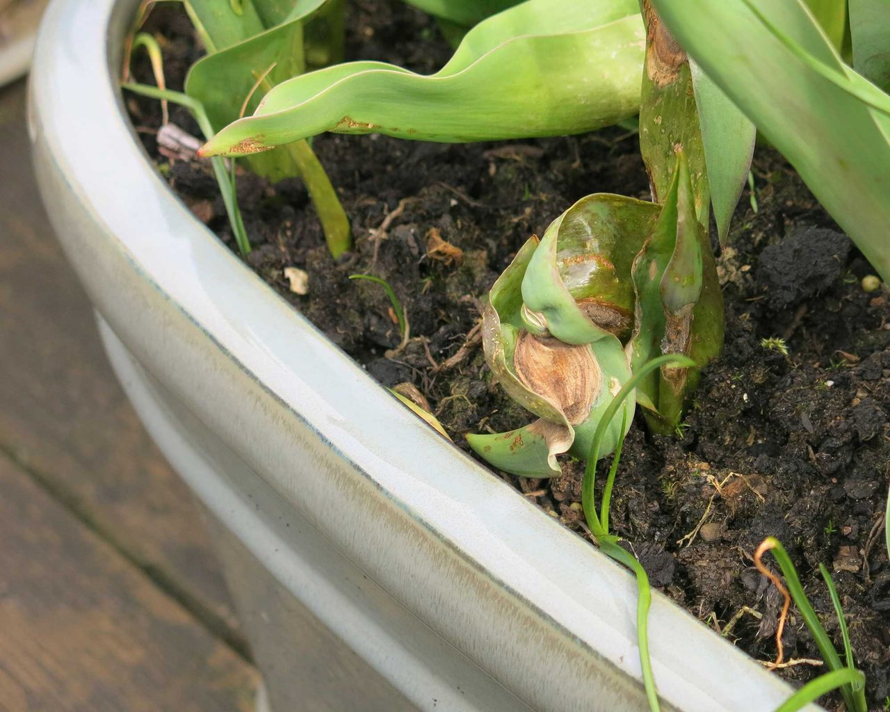 What is tulip fire and how do you prevent it? | Gardeningetc