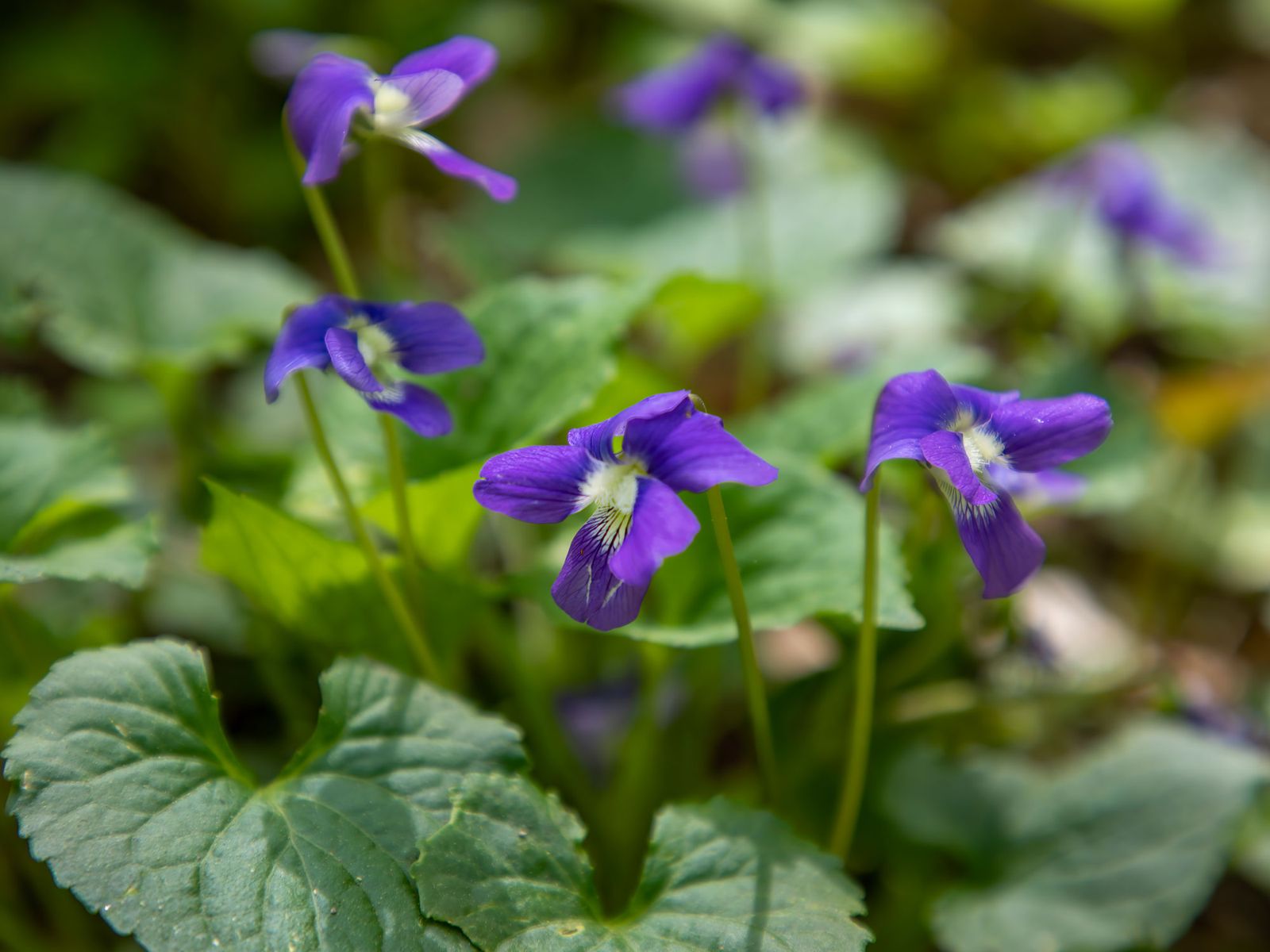 7 Best Plants for a Forest Garden — Add a Beautiful, Semi-Wild Feel ...