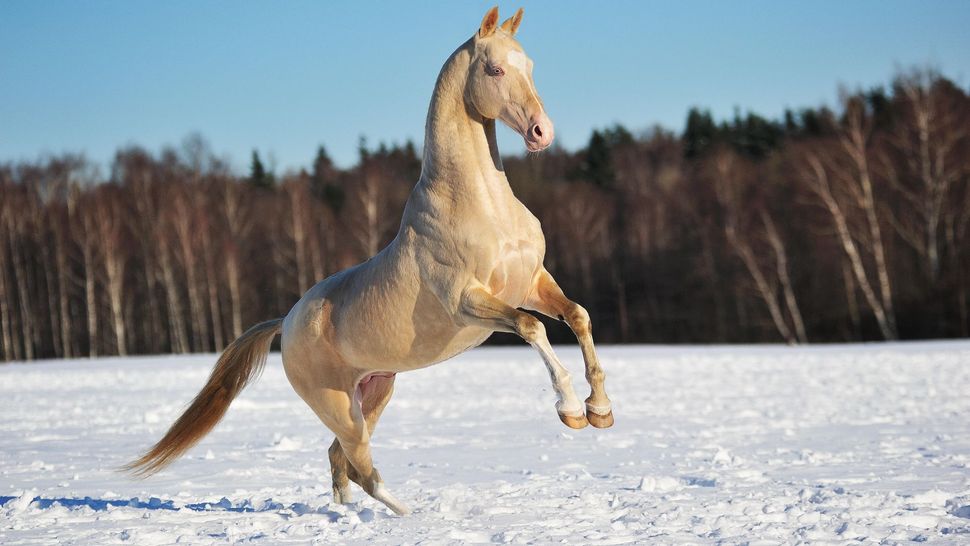 Bluffer’s guide to horse colors | PetsRadar