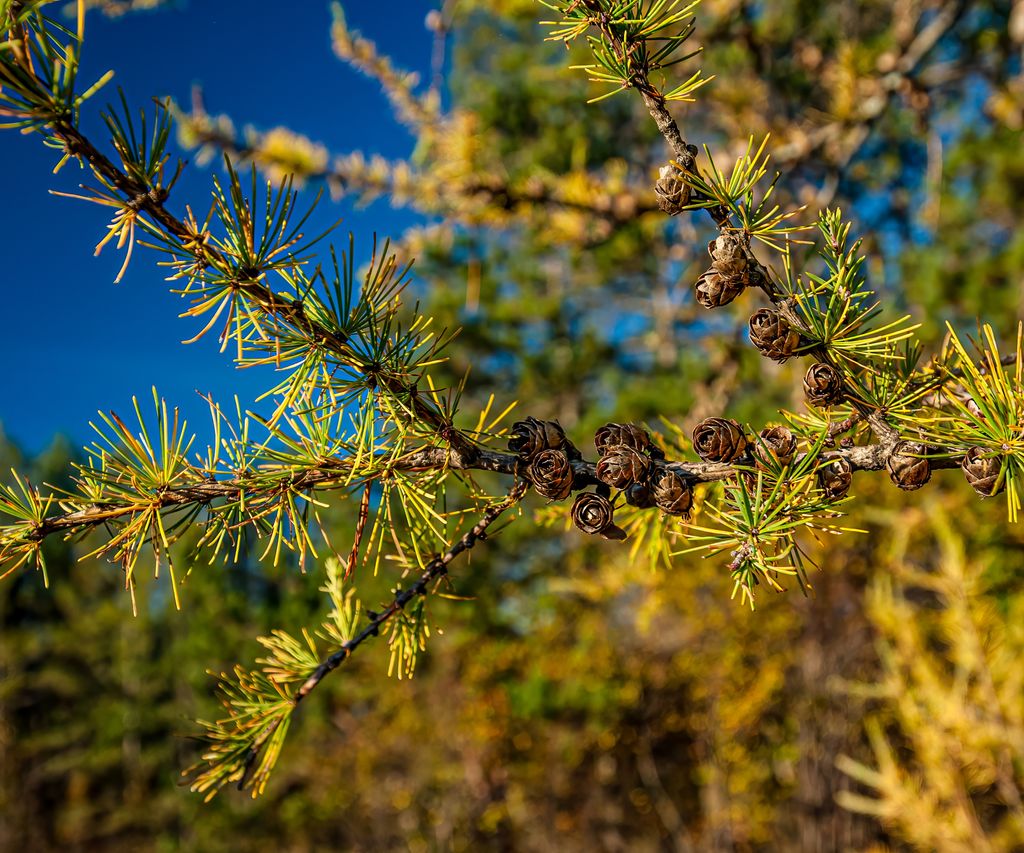How to grow a tamarack tree: expert advice for colorful conifers ...