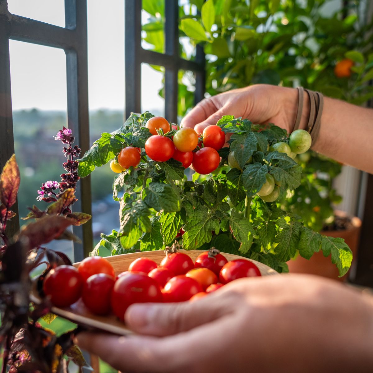 Best Tomatoes For Containers: 10 Varieties For Small Spaces - Improve ...