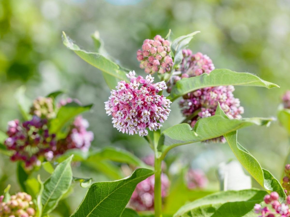 Milkweed Poisoning And How To Safely Grow Toxic Milkweed | Gardening ...