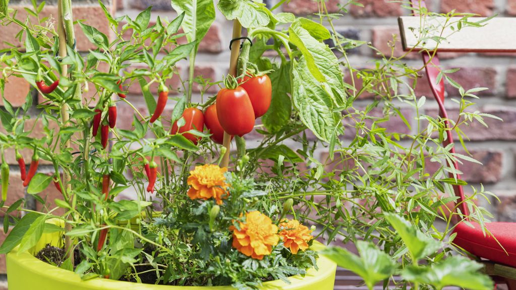 Why you should grow marigolds and tomatoes together | Homes and Gardens