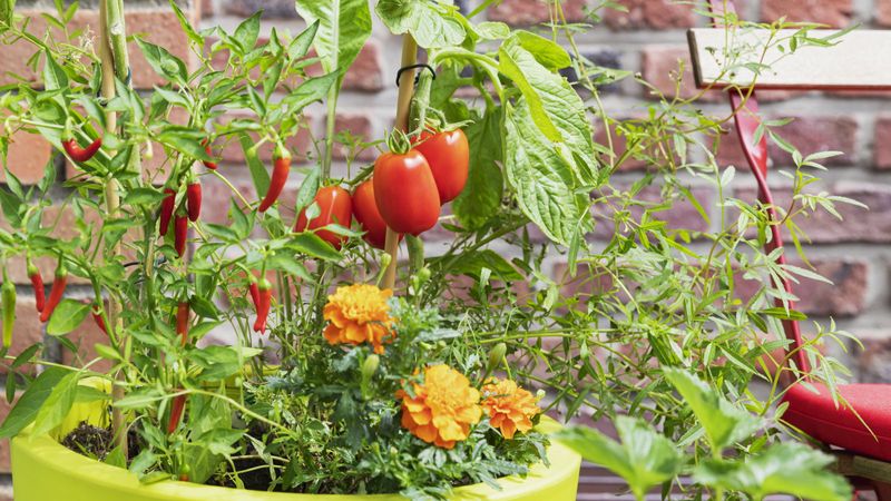 How to grow turnips from scraps in 5 quick and easy steps | Homes and ...