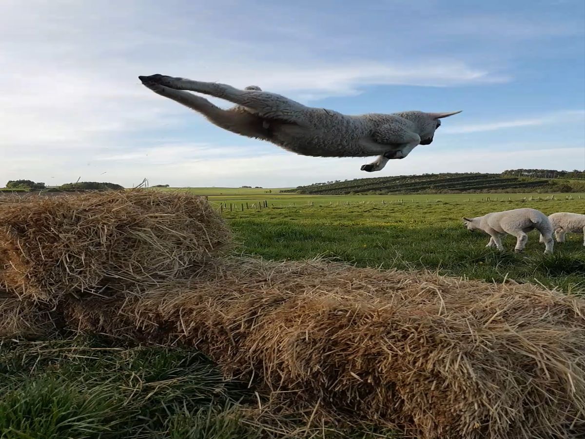 These 8 animal photos will make you smile! Flying goats, heart-shaped ...