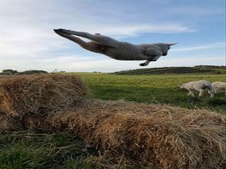 These 8 animal photos will make you smile! Flying goats, heart-shaped ...