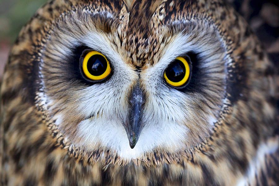 The six types of owl you’ll find in Britain | Country Life