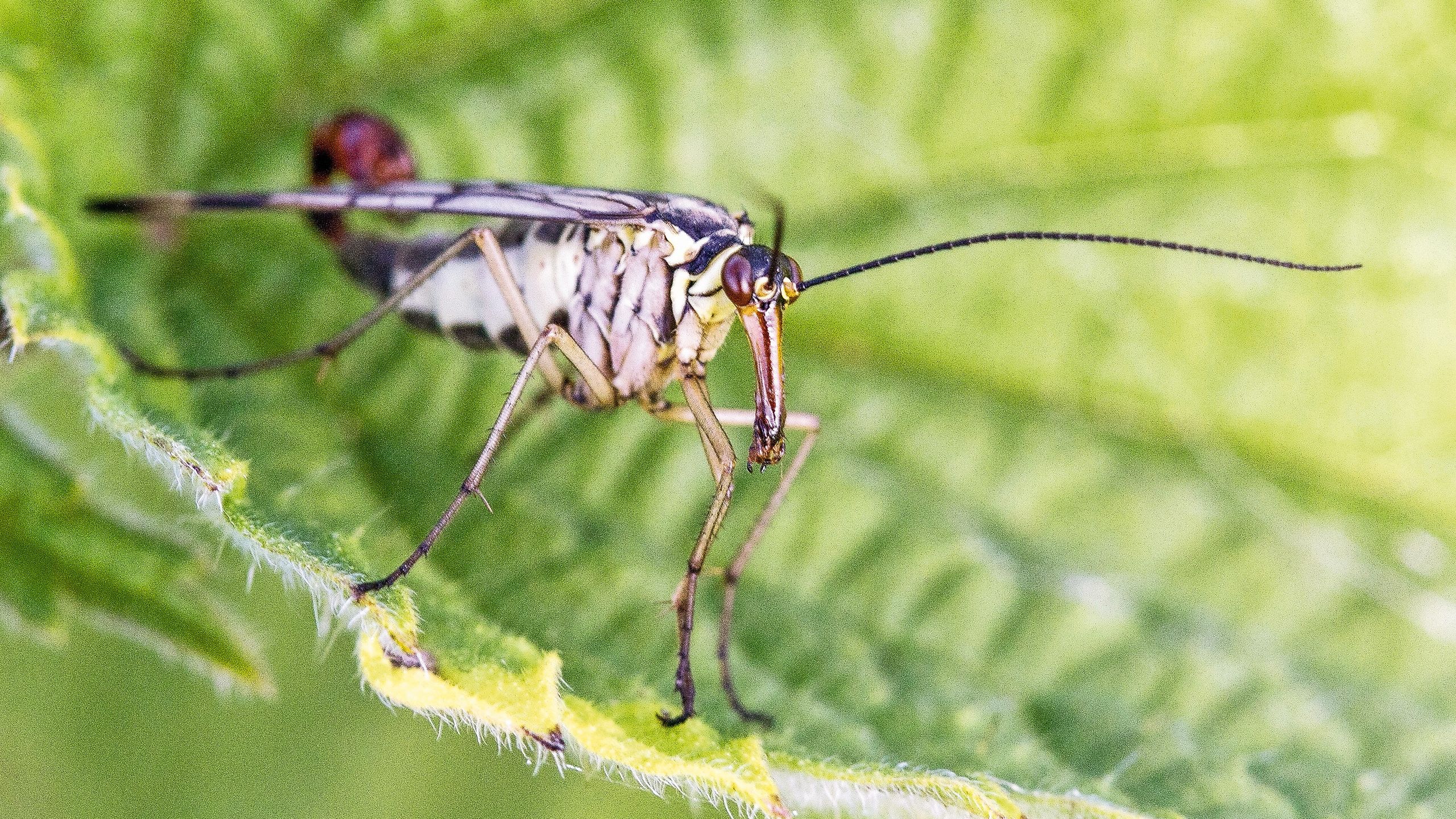 My 4 surefire tips for experimenting with macro photography | Digital ...