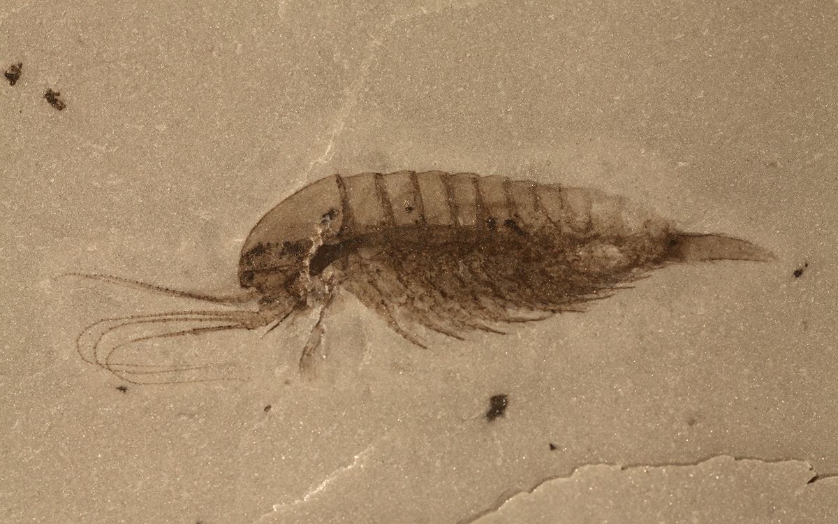 Bonanza of Bizarre Cambrian Fossils Reveals Some of the Earliest ...